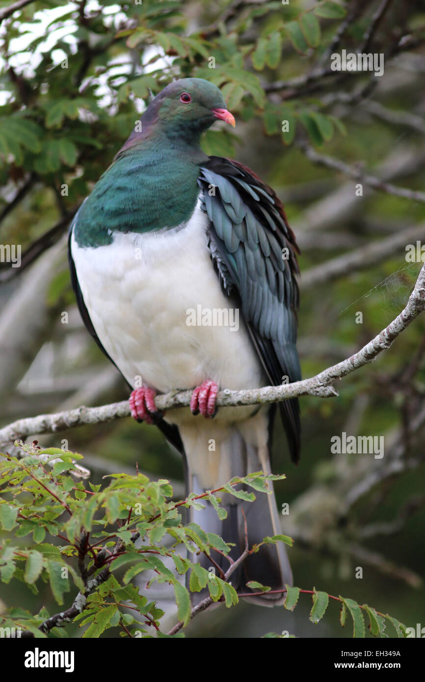 New Zealand pigeon preening, New Zealand Stock Photo - Alamy