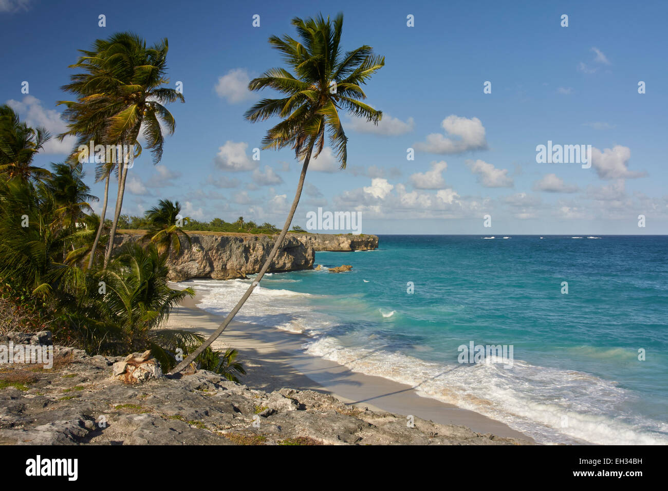 Barbados beach, surf, turquoise sea, blue sky, fluffy clouds, coconut ...