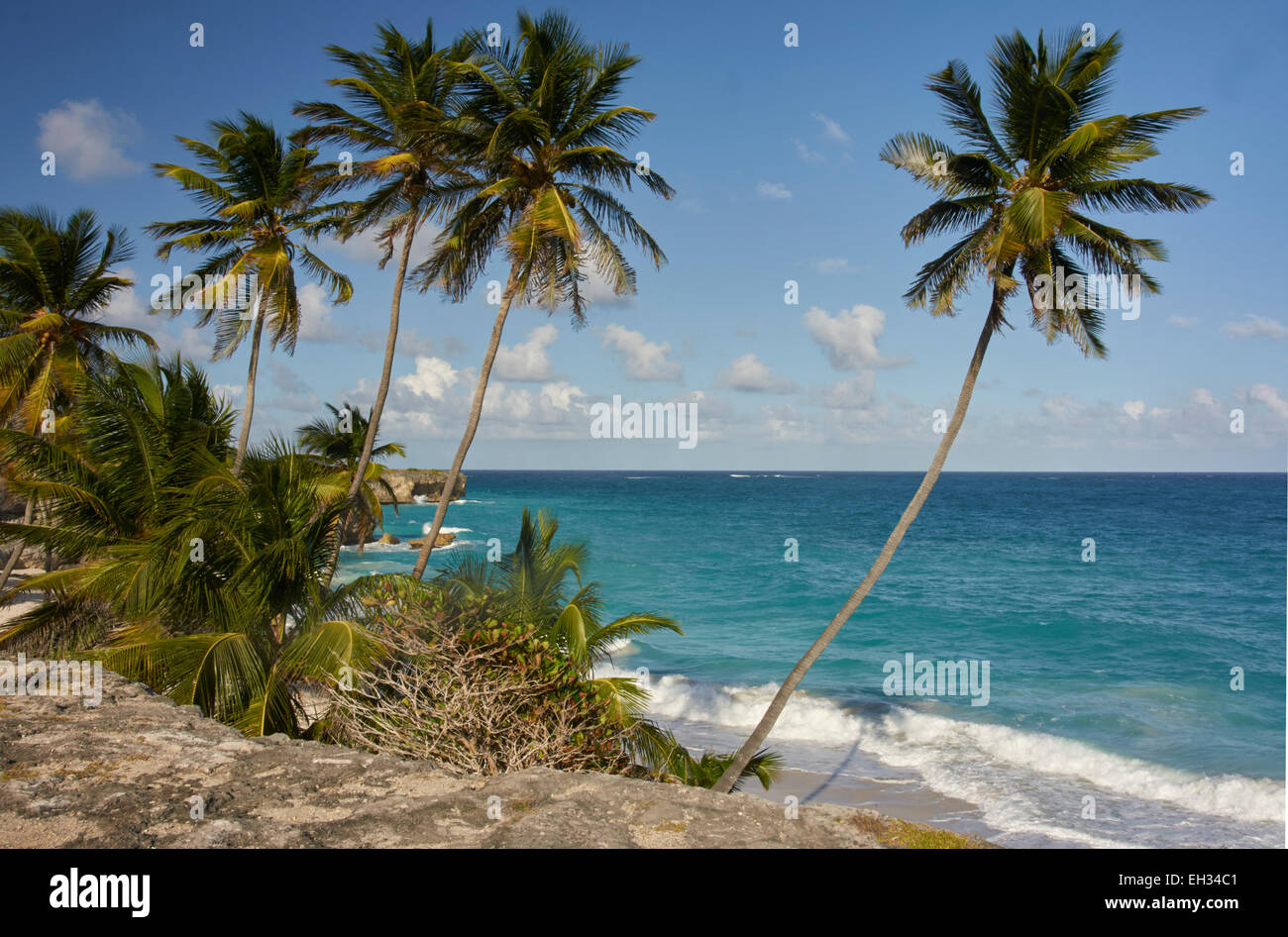 Barbados beach, surf, turquoise sea, blue sky, fluffy clouds, coconut ...
