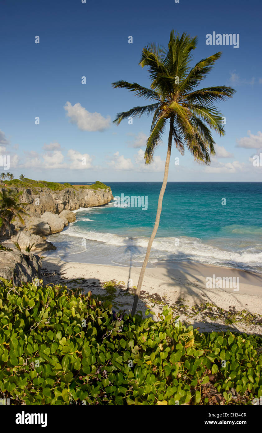 Barbados beach, turquoise sea, blue sky, fluffy white clouds. Lone ...