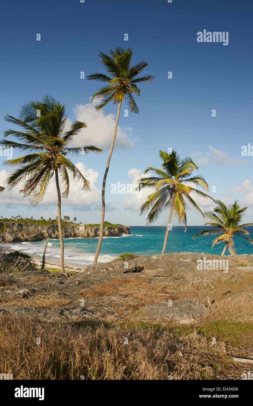 Barbados beach, turquoise sea, blue sky, fluffy white clouds. Group of ...