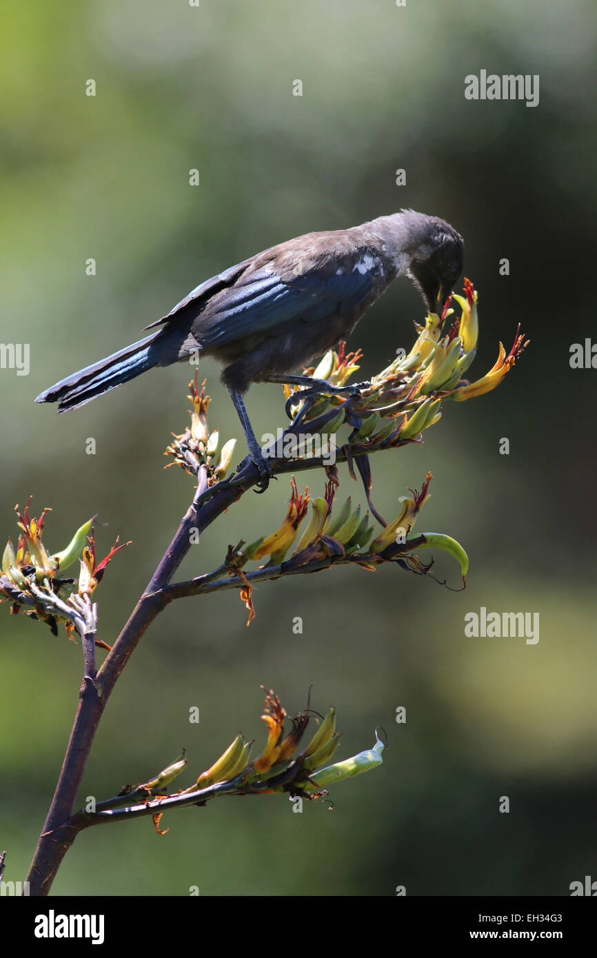 Tui bird feeding on New Zealand Flax flower Kapiti Island New Zealand ...