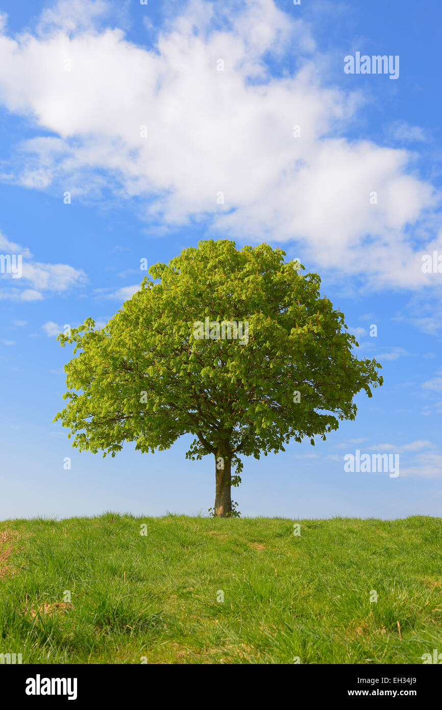 Chestnut tree (Aesculus hippocastanum) on hill in springtime, Hesse ...