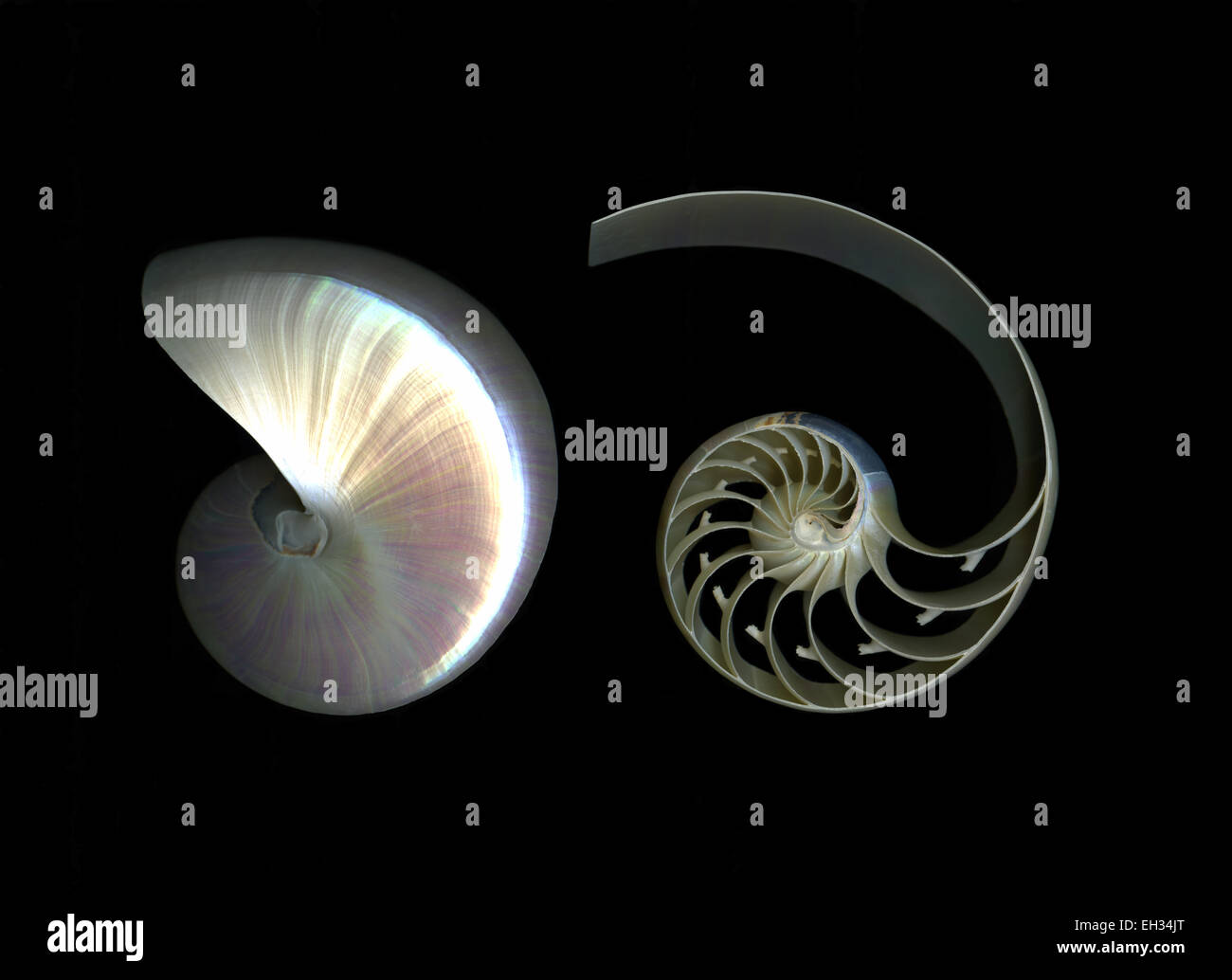 Nautilus shell isolated against a dramatic black background Stock Photo ...