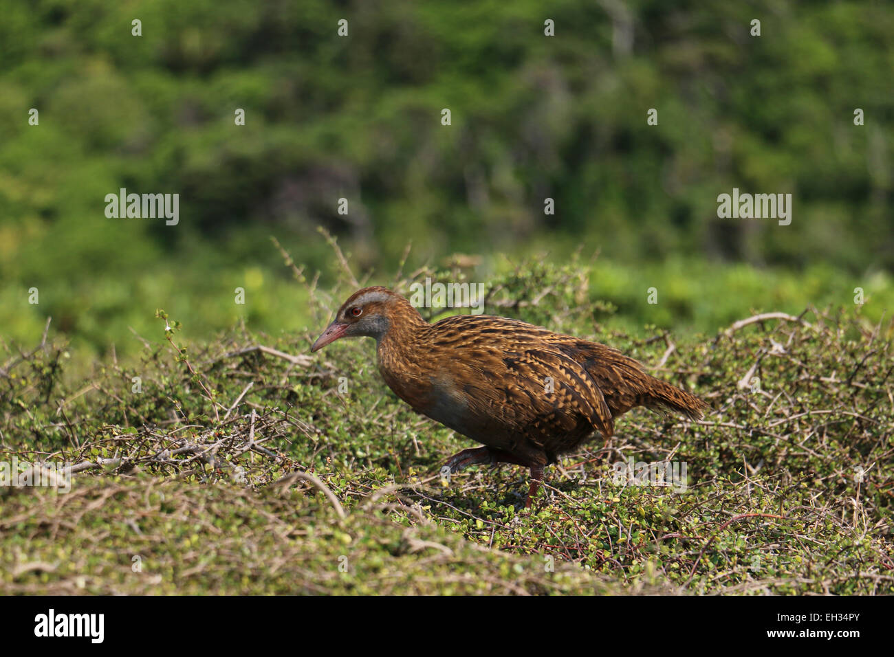 Weka flightless bird on Kapiti Island New Zealand Stock Photo - Alamy
