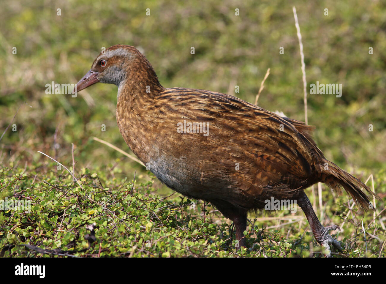 Flightless bird hi-res stock photography and images - Alamy