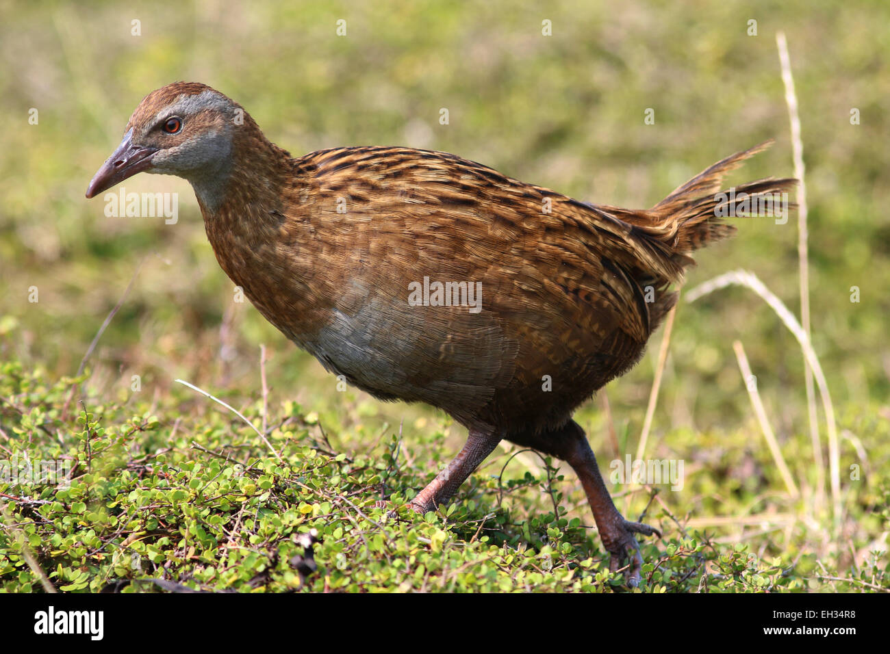 Island Endemic Flightless Bird High Resolution Stock Photography and ...