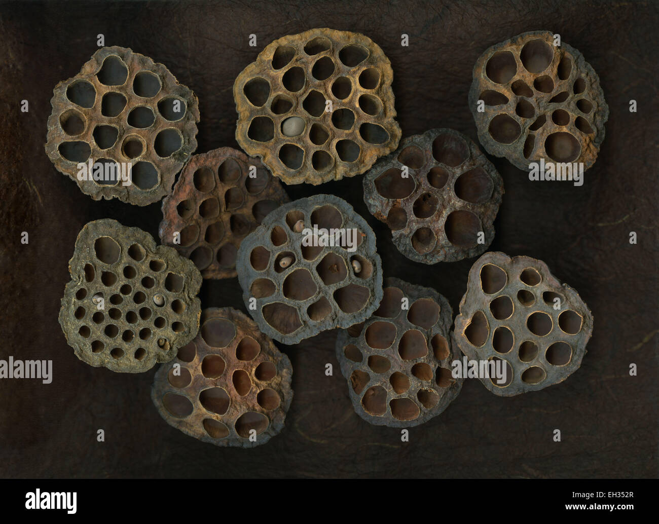 Old lotus pods isolated Stock Photo - Alamy