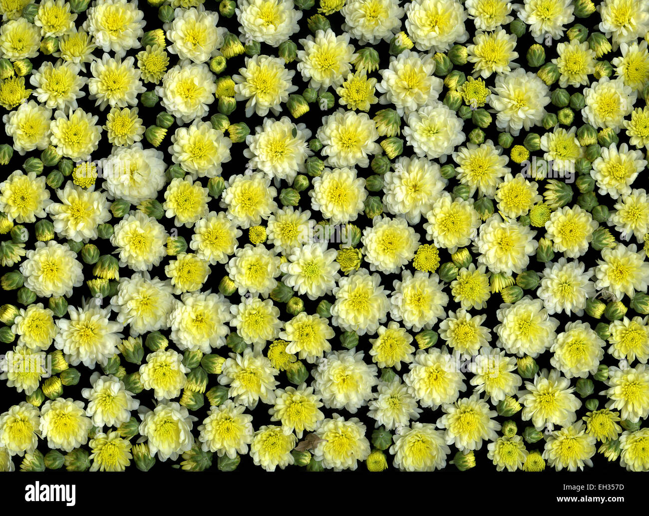 Yellow spring flower hi-res stock photography and images - Alamy