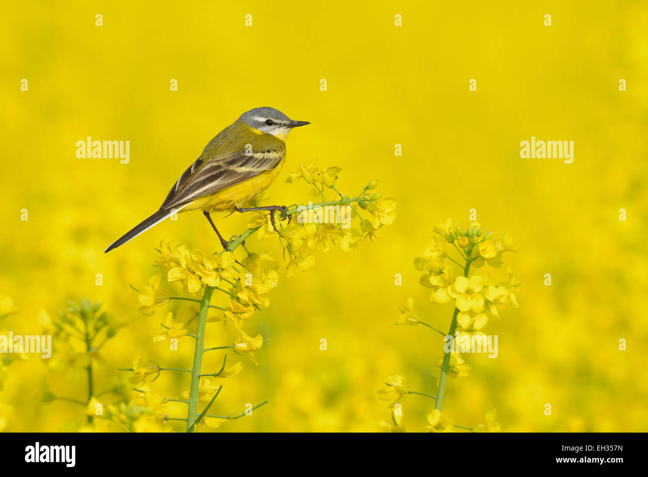 Yellow wagtail (Motacilla flava) in canola field, Male, Hesse, Germany ...