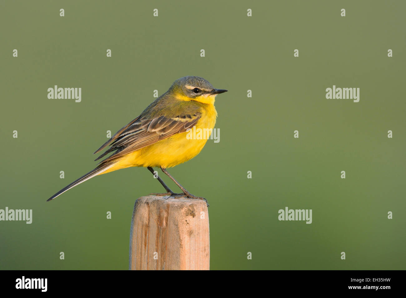 Yellow wagtail (Motacilla flava), Male, Hesse, Germany, Europe Stock ...