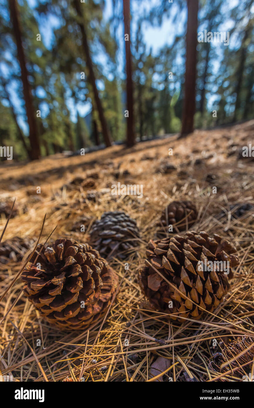 Ponderosa Pine cone and fallen needles along the Cinder Cone Nature ...
