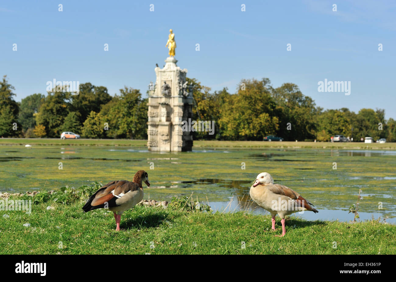 Pair of Egyptian geese by Diana Fountain covered in duckweed in summer ...