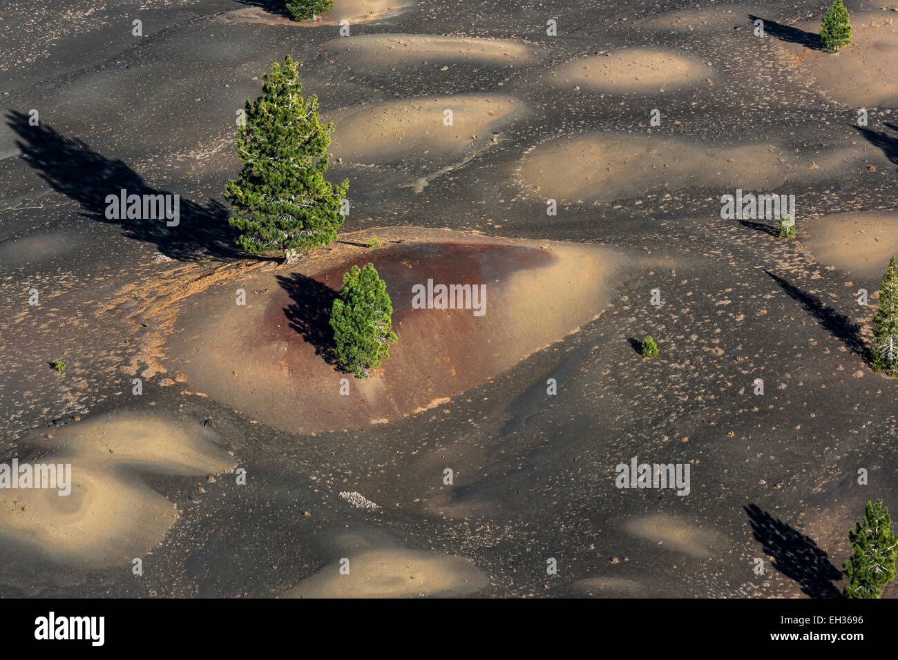 Shadows of pioneering pines crossing the Painted Dunes, which are ...