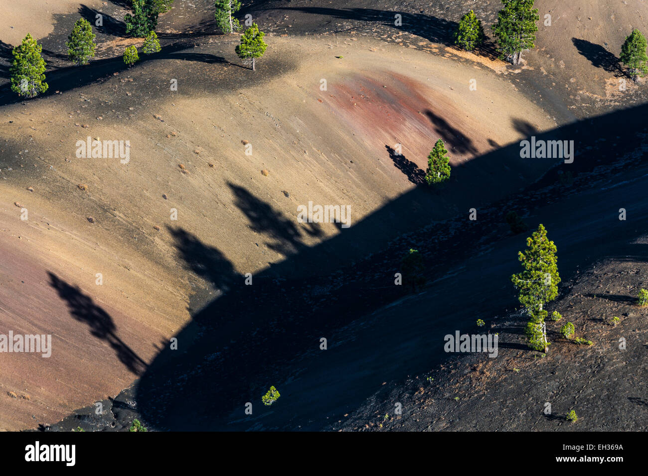Shadows of pioneering pines crossing the Painted Dunes, which are ...