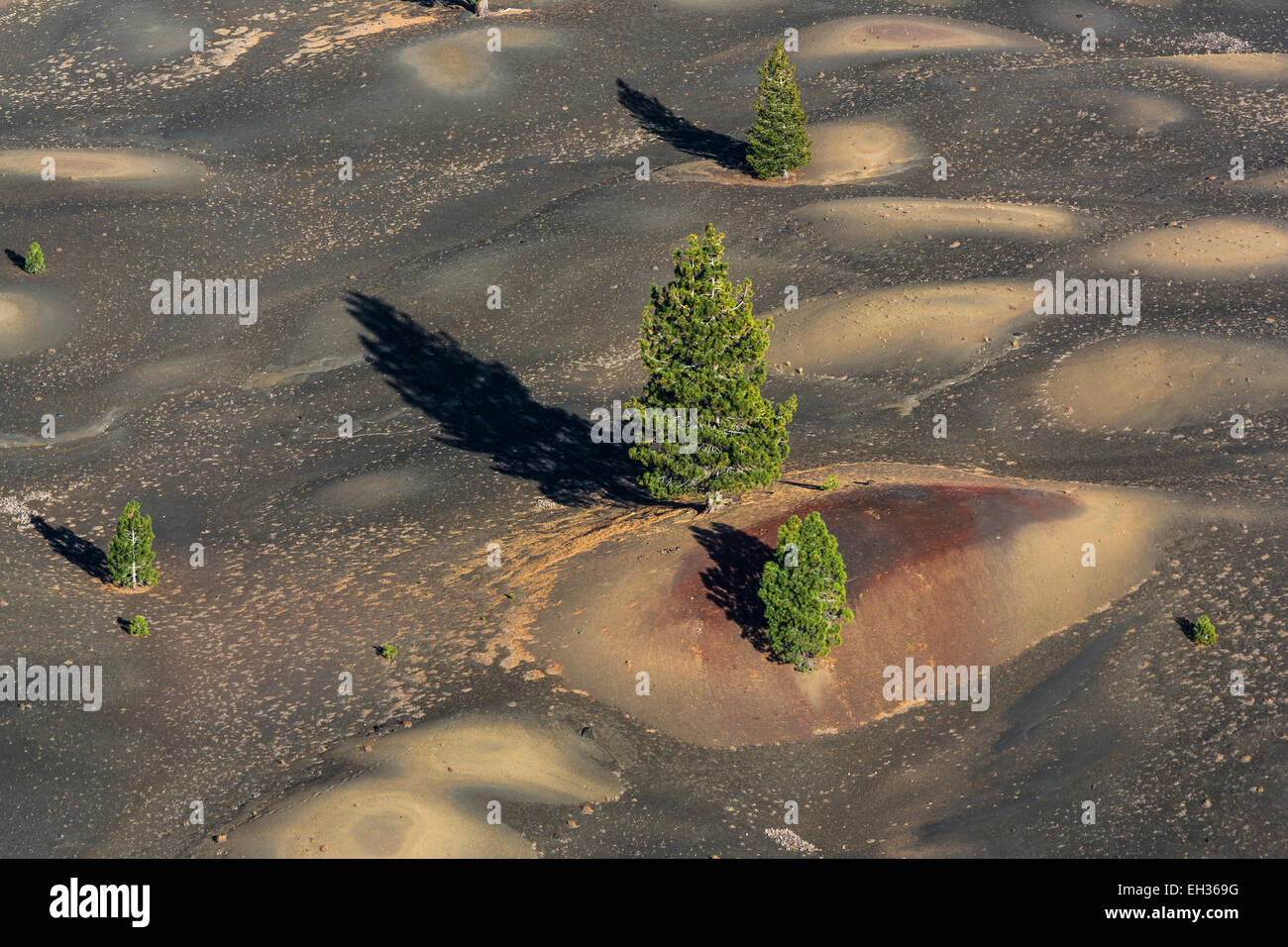 Shadows of pioneering pines crossing the Painted Dunes, which are ...