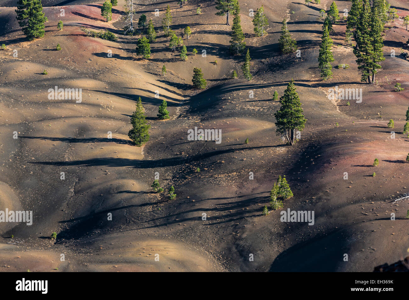 Shadows of pioneering pines crossing the Painted Dunes, which are ...