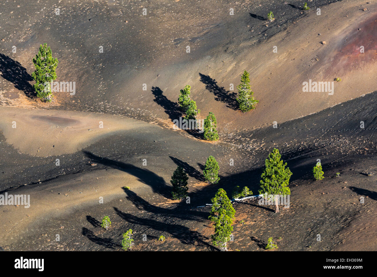 Shadows of pioneering pines crossing the Painted Dunes, which are ...