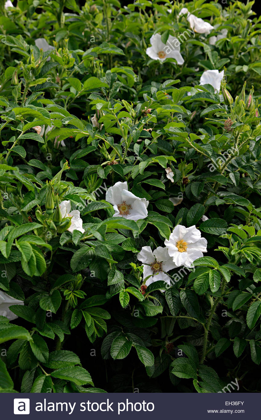 Rosa Alba Stock Photos & Rosa Alba Stock Images - Alamy