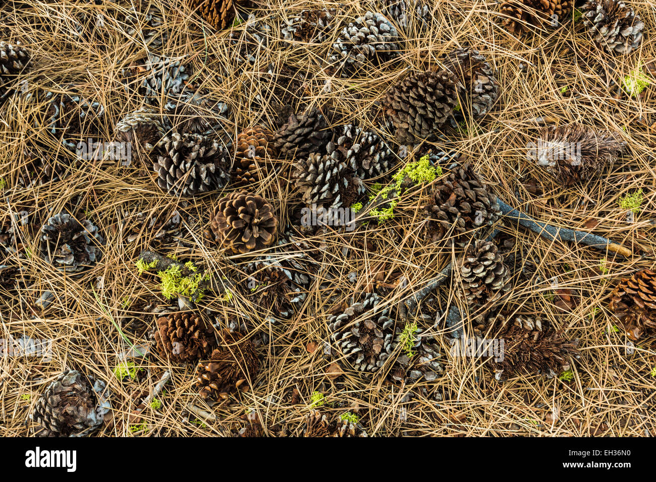 Fallen Ponderosa Pine, Pinus ponderosa, cones along the Cinder Cone ...