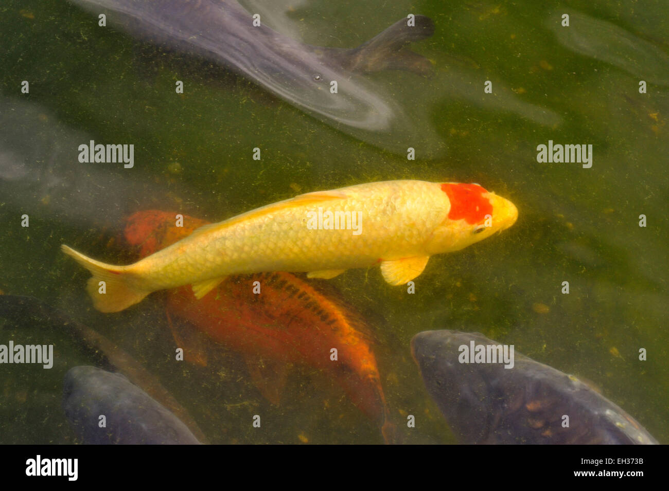 Koy pond hi-res stock photography and images - Alamy