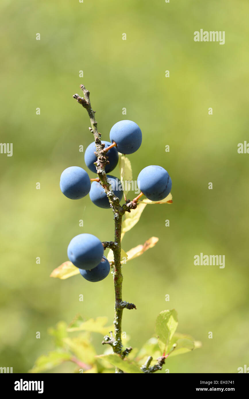Close-up of Blackthorn (Prunus spinosa) Fruits in Forest in Summer ...