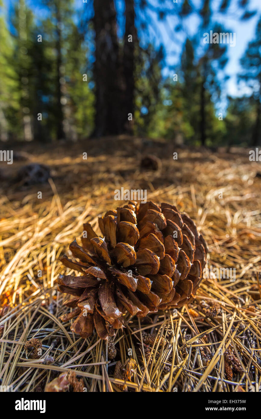 Ponderosa Pine, Pinus ponderosa, cone and fallen needles in Lassen ...