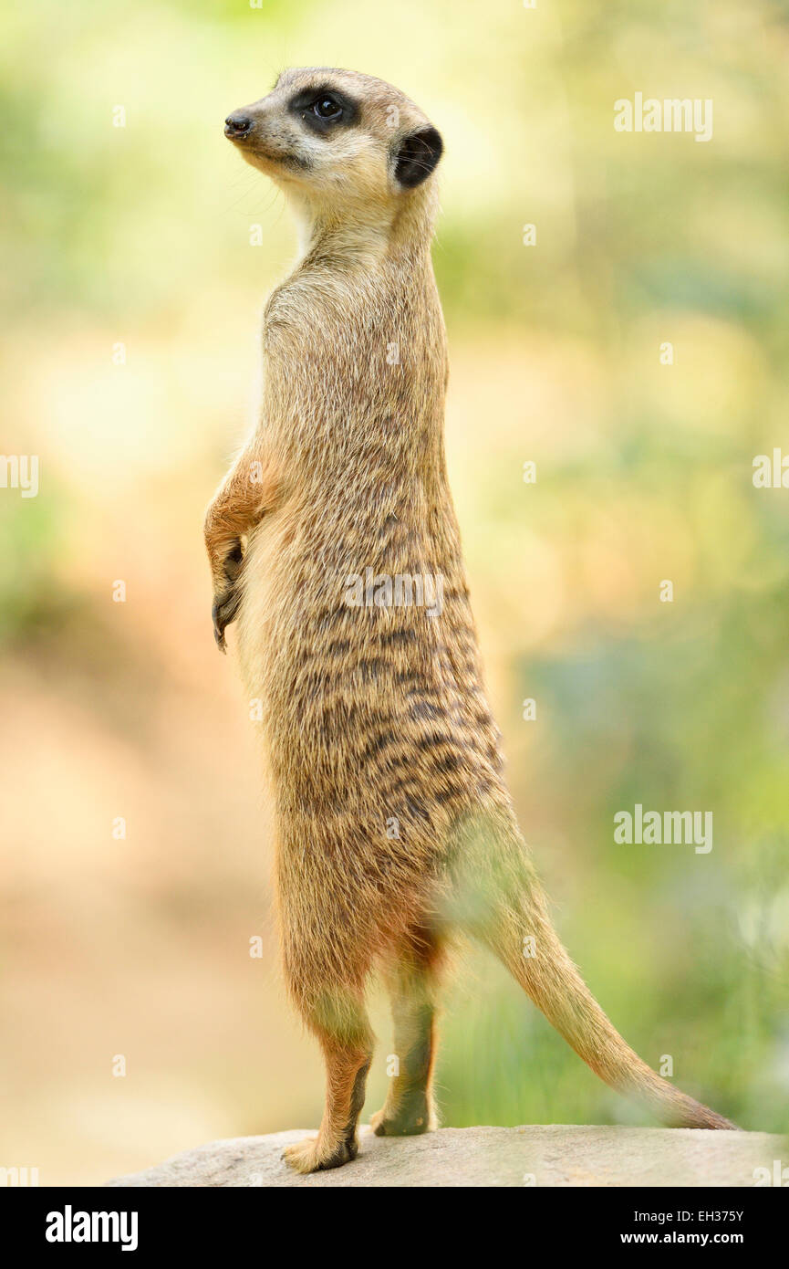 Close-up of Meerkat (Suricata suricatta) Standing on Hind Legs in ...