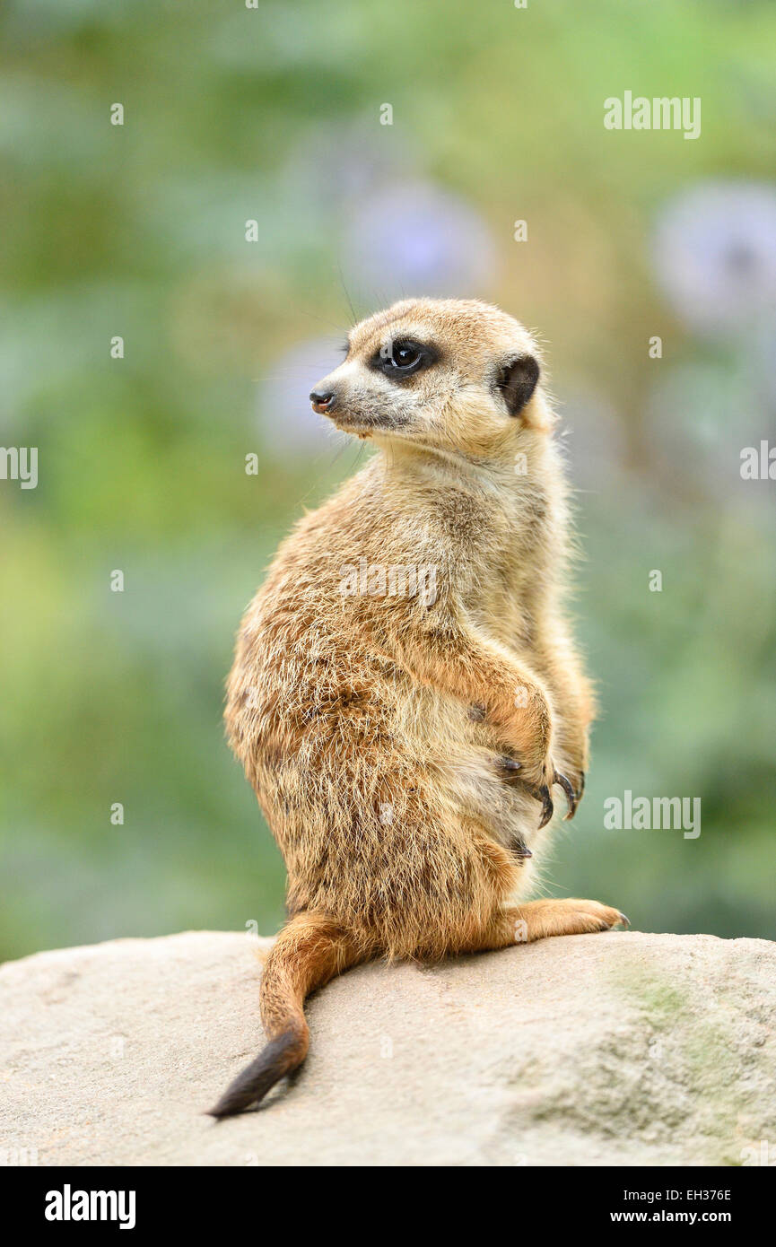 Meerkat full body portrait hi-res stock photography and images - Alamy