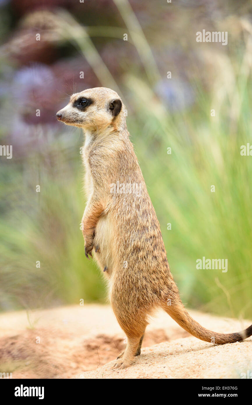 Close-up of meerkat or suricate (Suricata suricatta) in summer, Bavaria ...