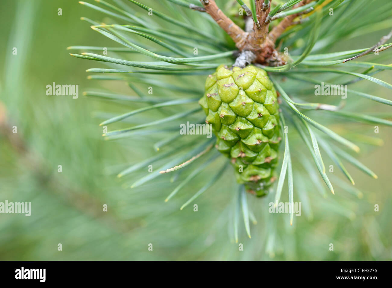 Pinus sylvestris cone hi-res stock photography and images - Alamy