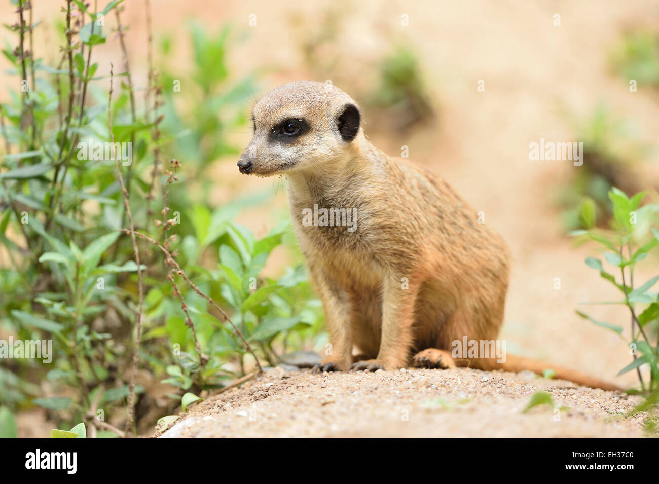 Close-up of meerkat or suricate (Suricata suricatta) in summer, Bavaria ...