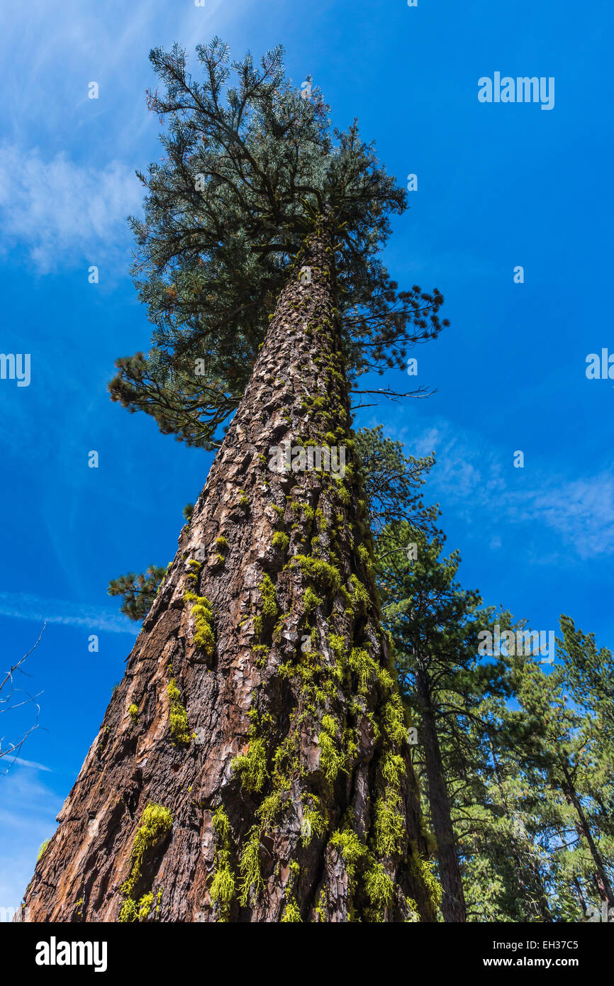 Red Fir, Abies magnifica, growing along the Lily Pond Nature Trail in ...