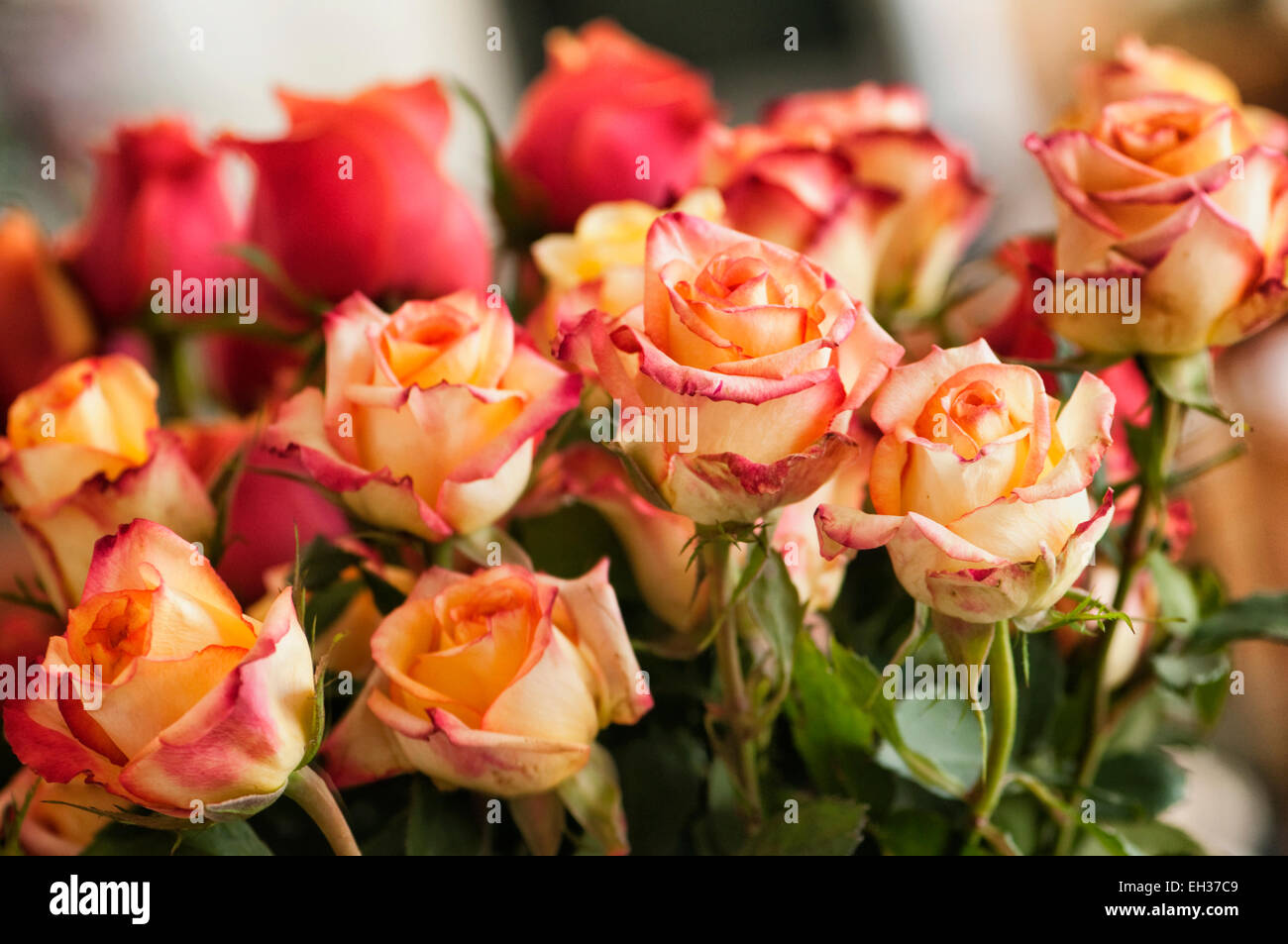 Winter rose flower bouquet Stock Photo - Alamy