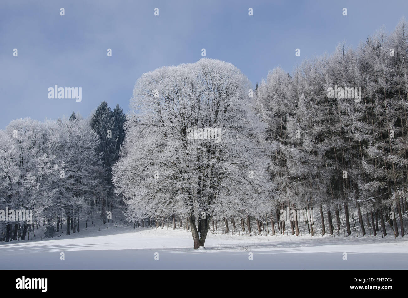 winter beautiful lime tree linden tree covered with hoar frost white ...