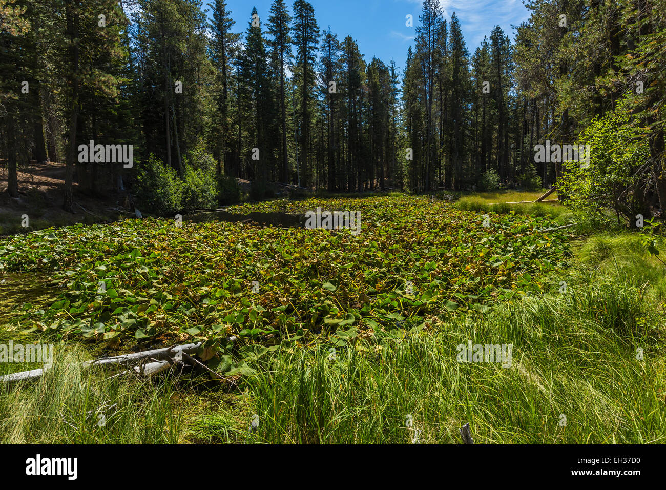 Cow lilies hi-res stock photography and images - Alamy