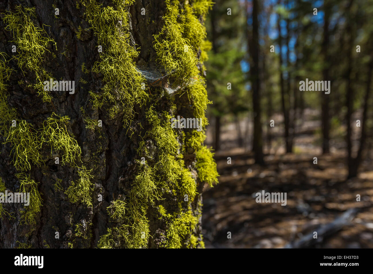 Staghorn Lichen, aka Wolf Lichen, Letharia vulpina, growing on a tree ...