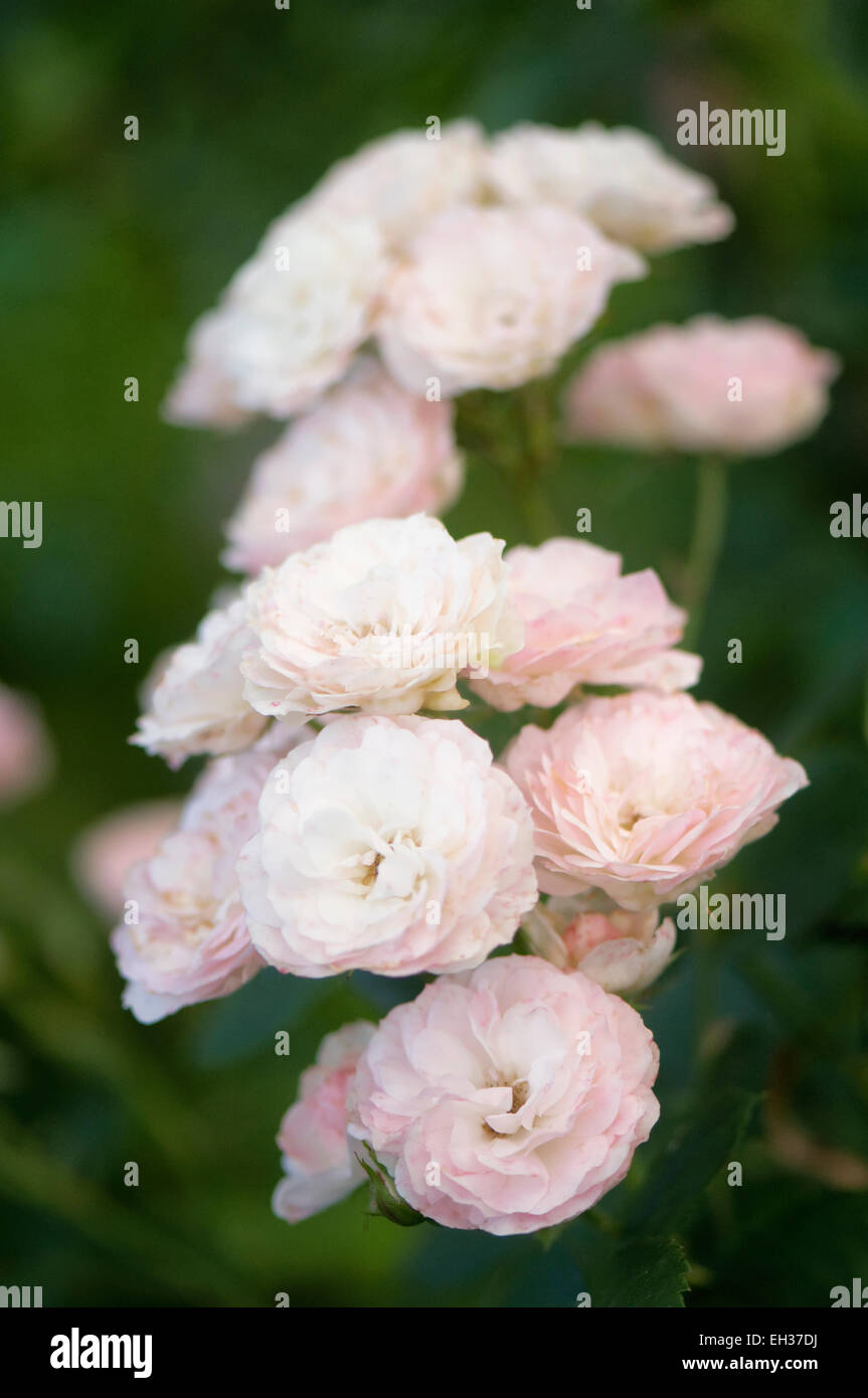 White Blend Hybrid Musk Rose Bouquet Parfait. A Flower Cluster Stock ...