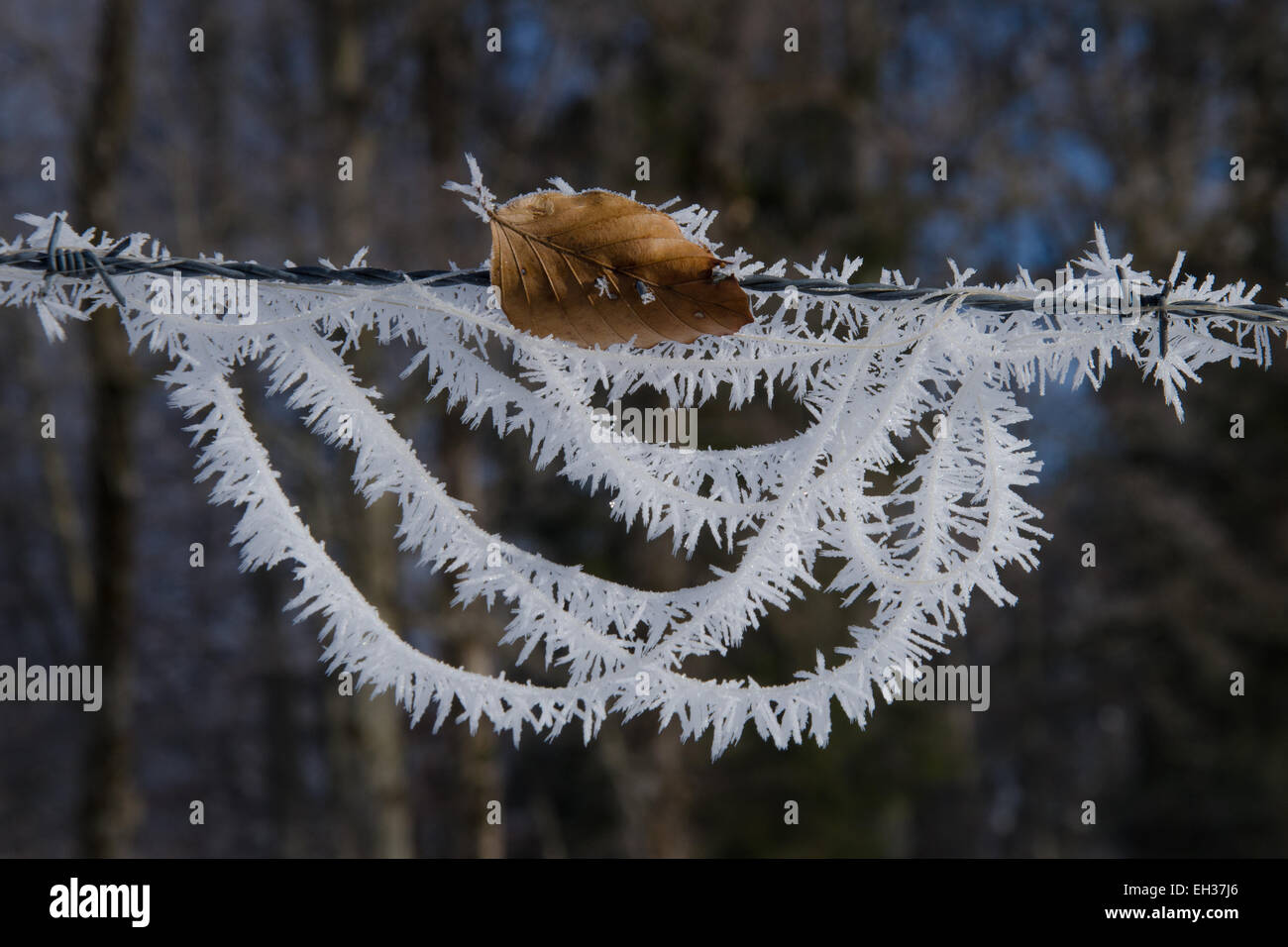 Glazed frost hi-res stock photography and images - Alamy