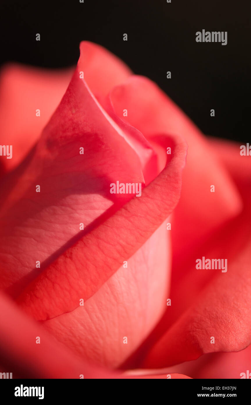 Hybrid Tea Rose Flower Unfolding Stock Photo - Alamy