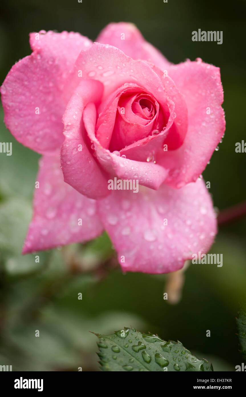 Pink hybrid tea rose, florists rose. Very disease resistant and ...