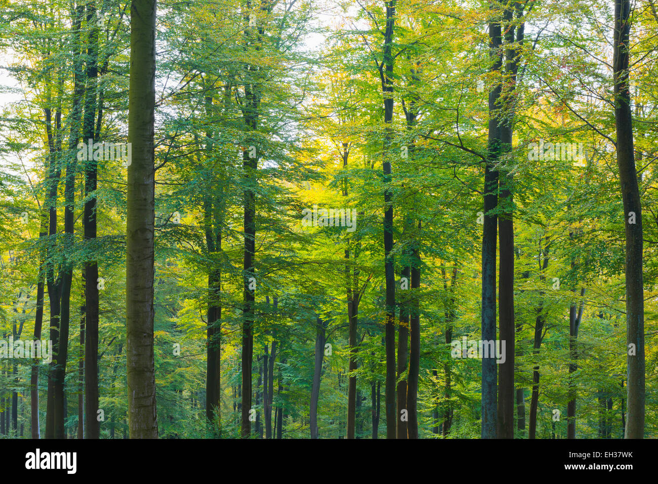 European Beech (Fagus sylvatica) Forest in Autumn, Nature Park ...