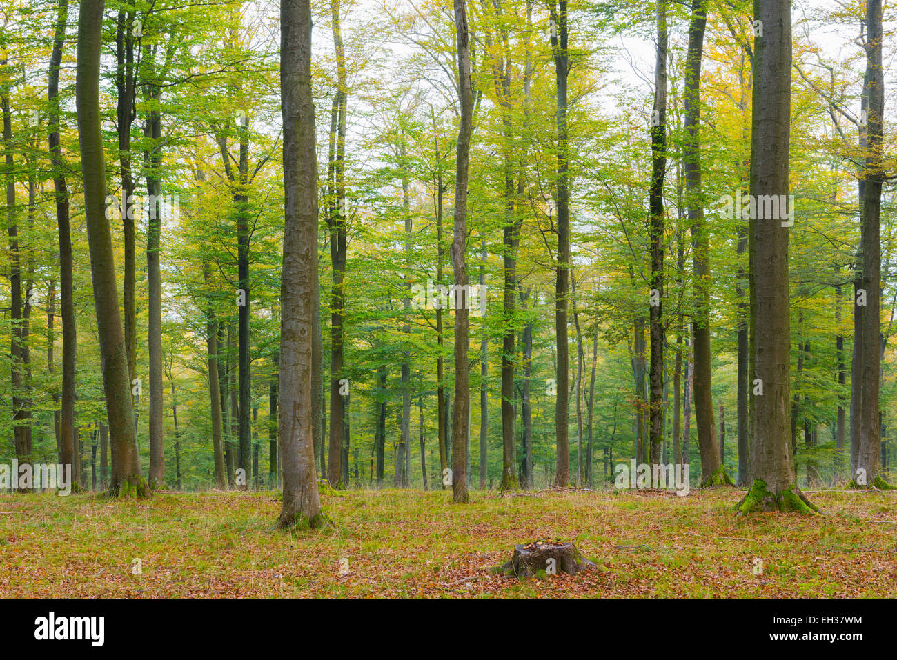 European Beech (Fagus sylvatica) Forest in Autumn, Nature park ...