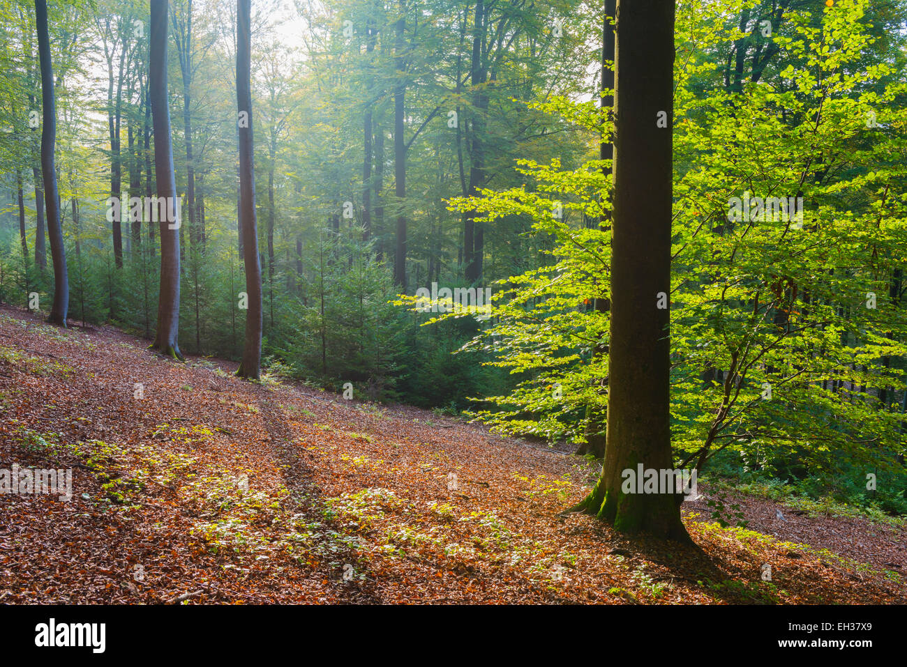 European Beech (Fagus sylvatica) Forest in Autumn, Nature Park ...