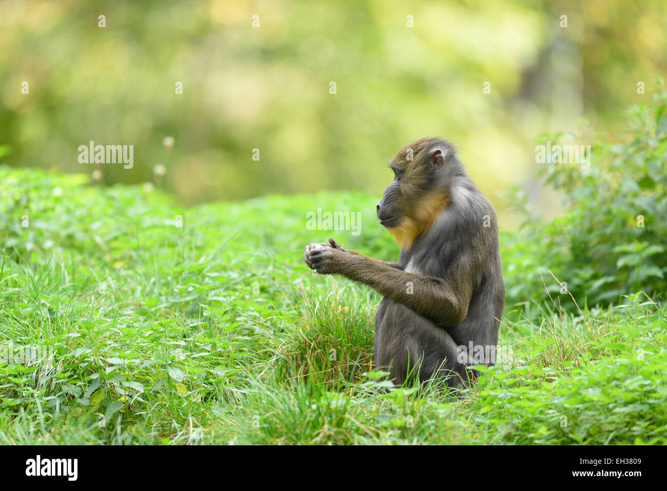 Mandrill mandrillus sphinx side view hi-res stock photography and ...