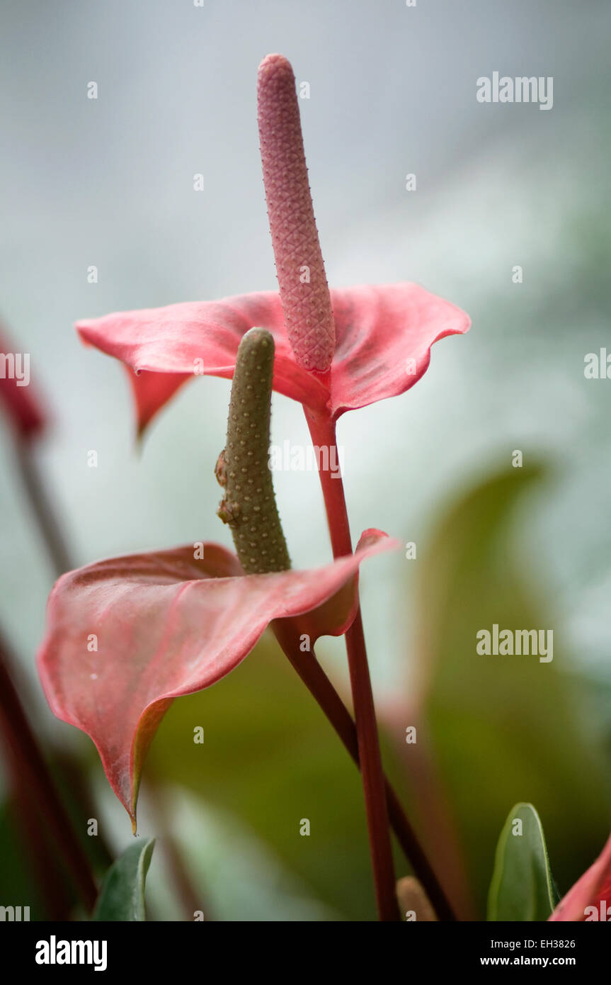 Anthurium flower conservatory hi-res stock photography and images - Alamy