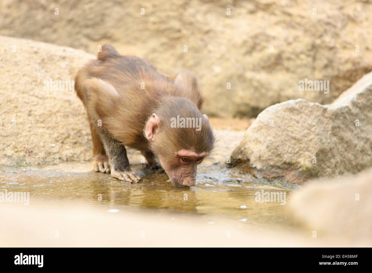 Close-up of Hamadryas Baboon (Papio hamadryas) Drinking Water in Summer ...