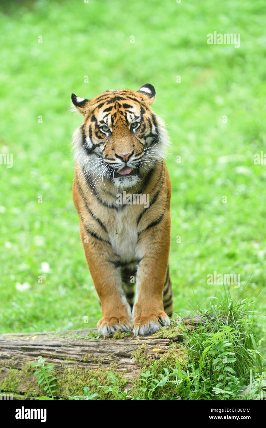 Portrait of Sumatran Tiger (Panthera tigris sumatrae) Standing on Log ...