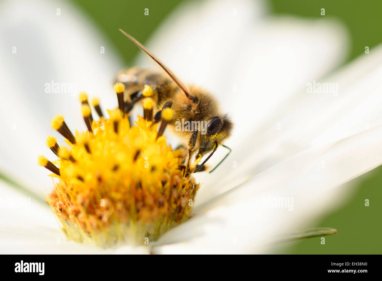 Bumblebee on cosmos hi-res stock photography and images - Alamy