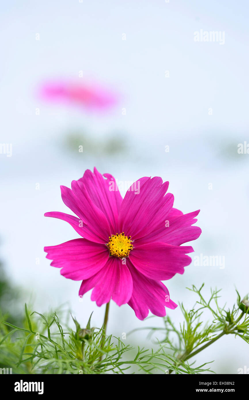 Close-up of Garden Cosmos (Cosmos bipinnatus) Blossom in Garden in Late ...